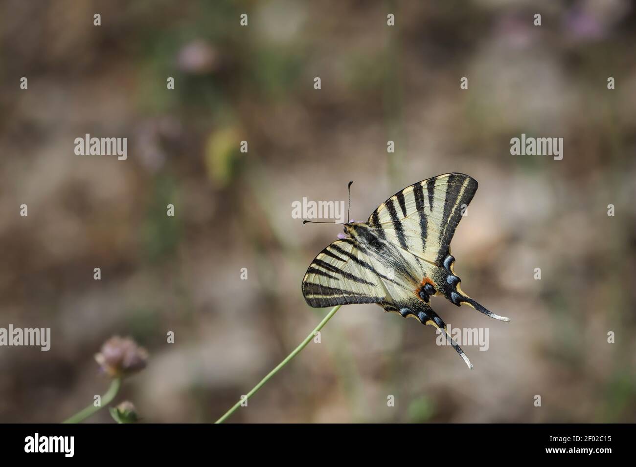 The scarce swallowtail (Iphiclides podalirius) is a butterfly belonging ...