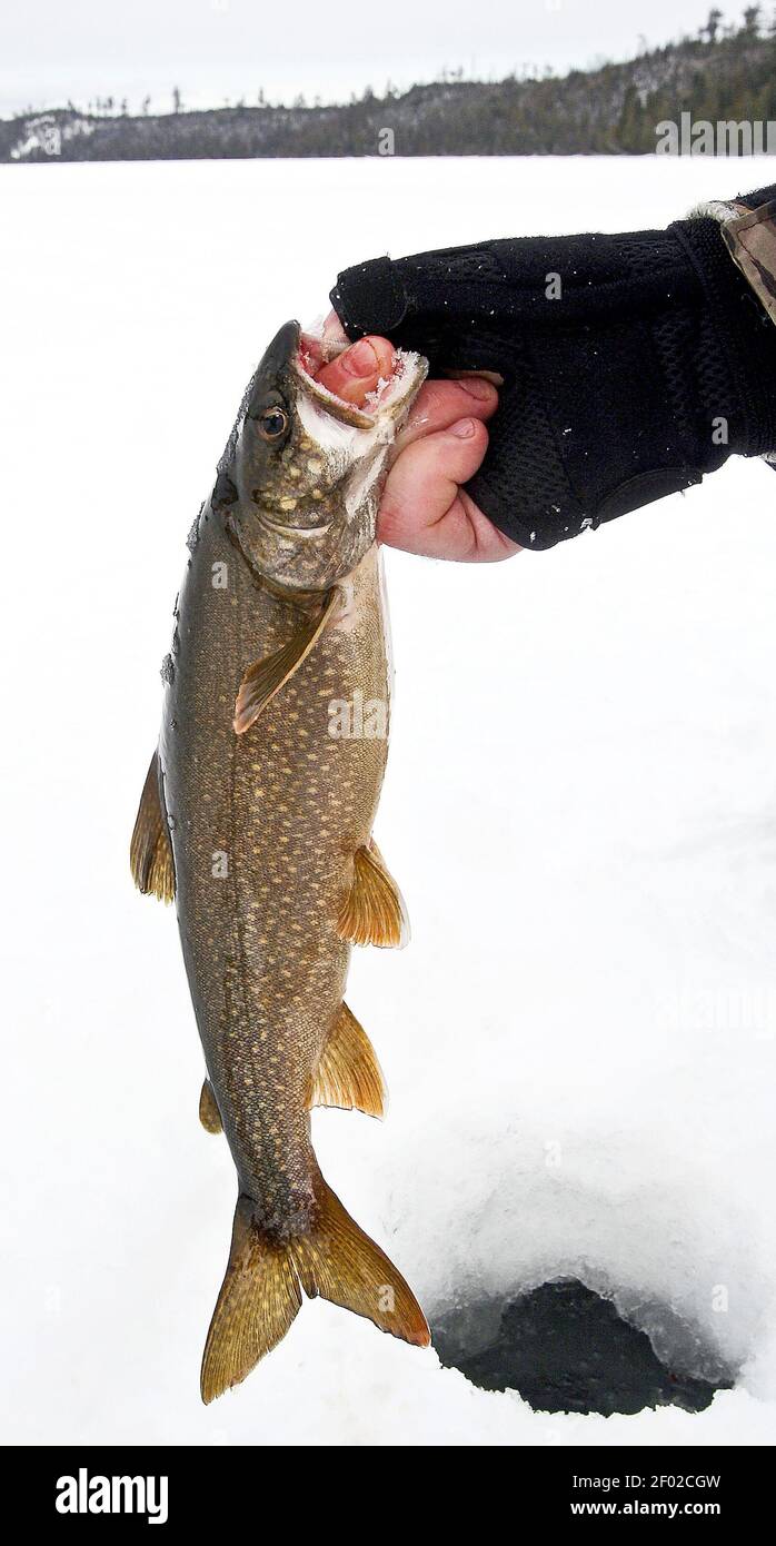Glenn Merrick holds a lake trout he caught in 15 feet of water on a ...