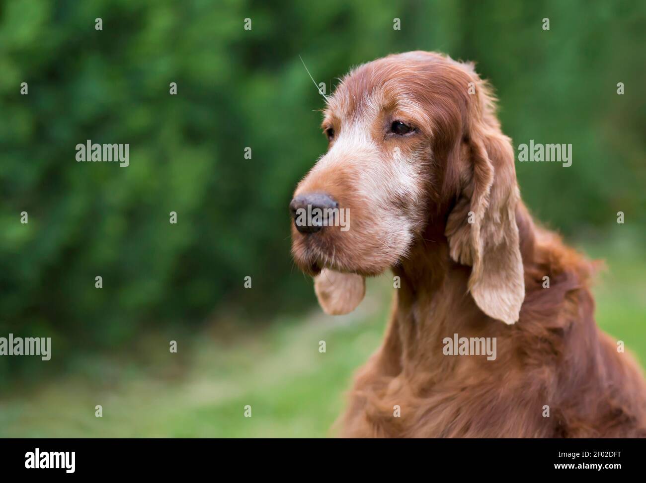 Face of a beautiful grey head irish setter, old pet dog euthanasia ...