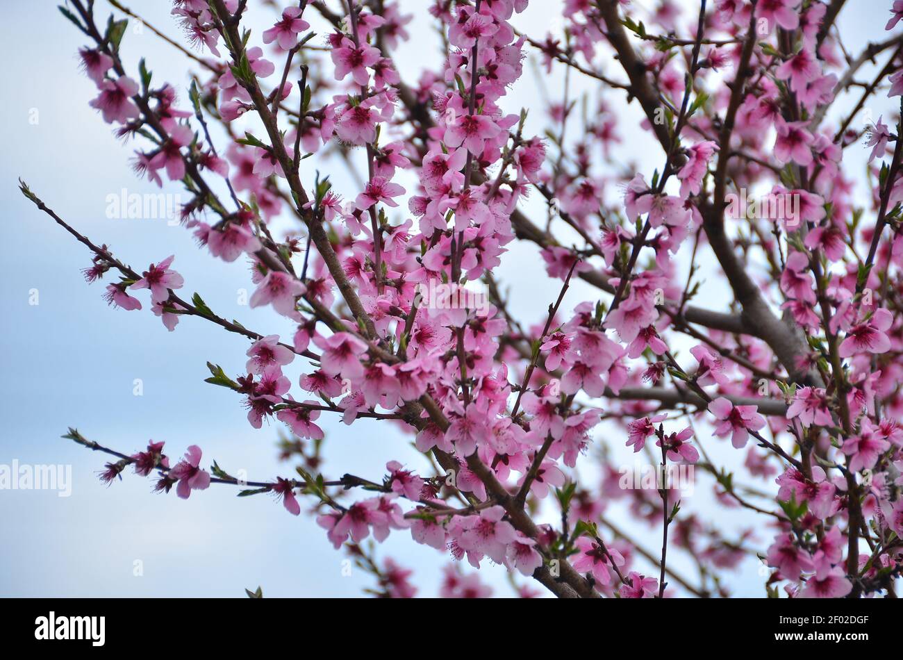 Tree with pink flowers . Cherry blossoms in early spring . Blooming ...