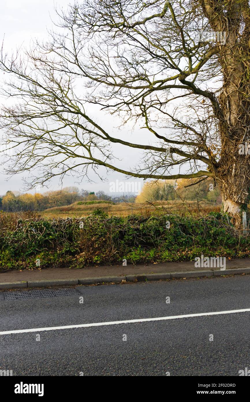 Road and hedge hi-res stock photography and images - Alamy