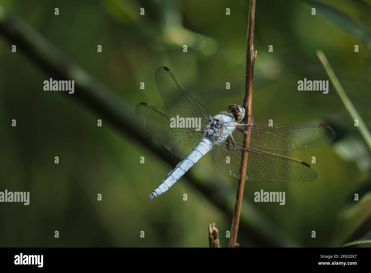 Orthetrum brunneum, the southern skimmer, is a species of skimmers ...