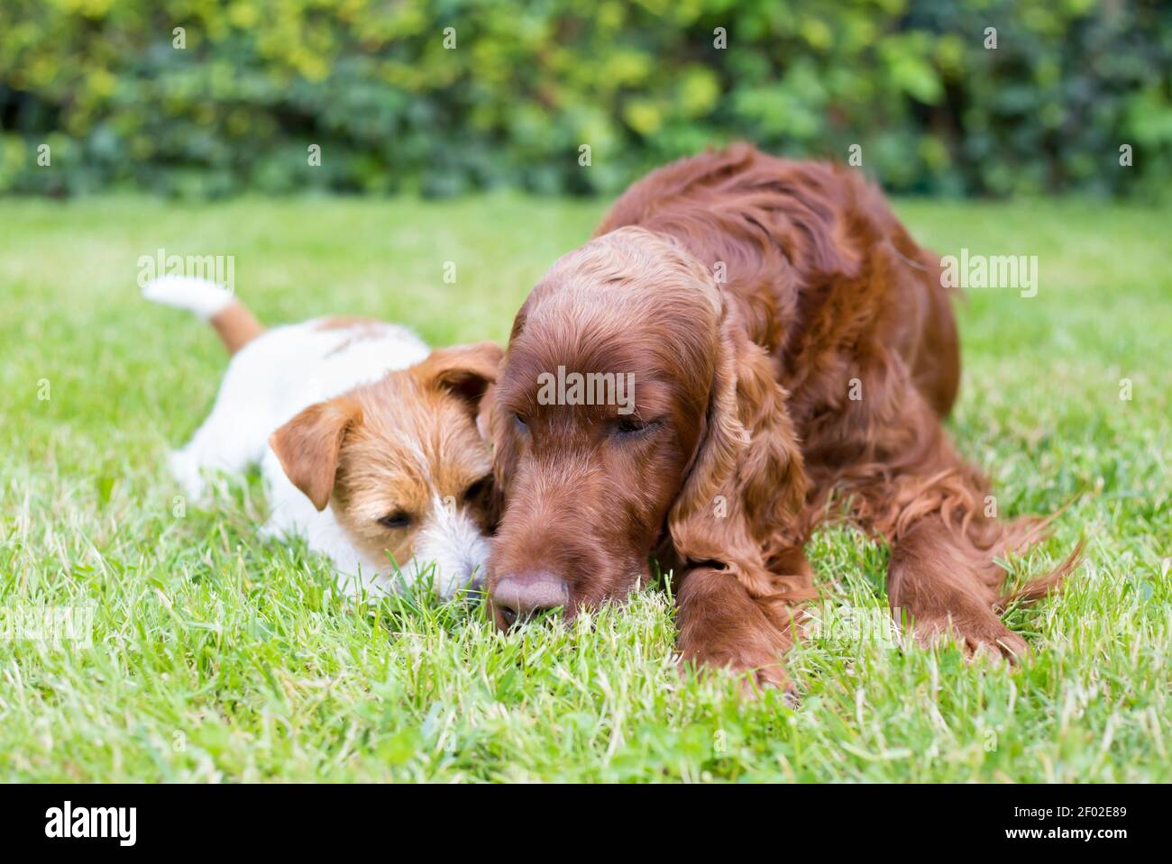 Pet friendship and love, cute happy young and old dogs smelling in the ...