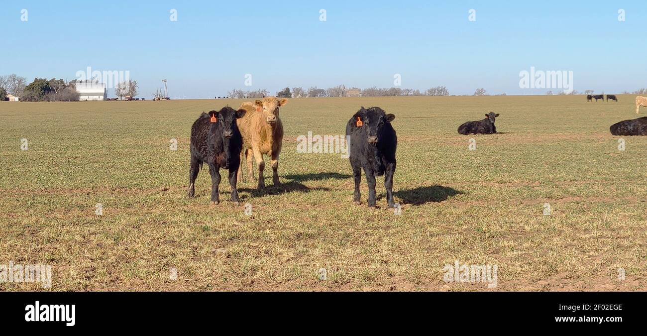 Limousin Breed Beef Steers Grazing in a Pasture Stock Photo - Alamy