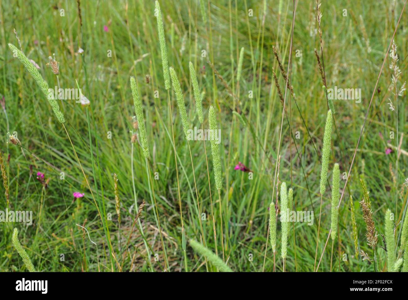 Nice picture grassland hi-res stock photography and images - Alamy