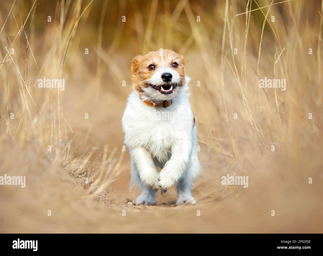 Laughing happy funny cute playful pet dog puppy running, playing in the ...