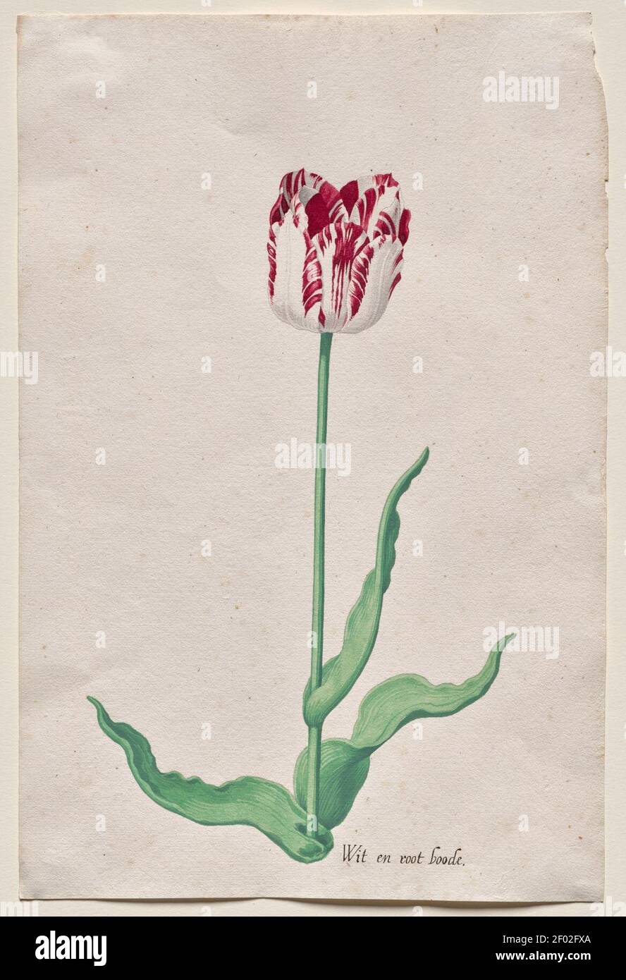 Pieter Holsteyn II (Dutch, c.1612-1673) - Study of a Tulip Stock Photo ...