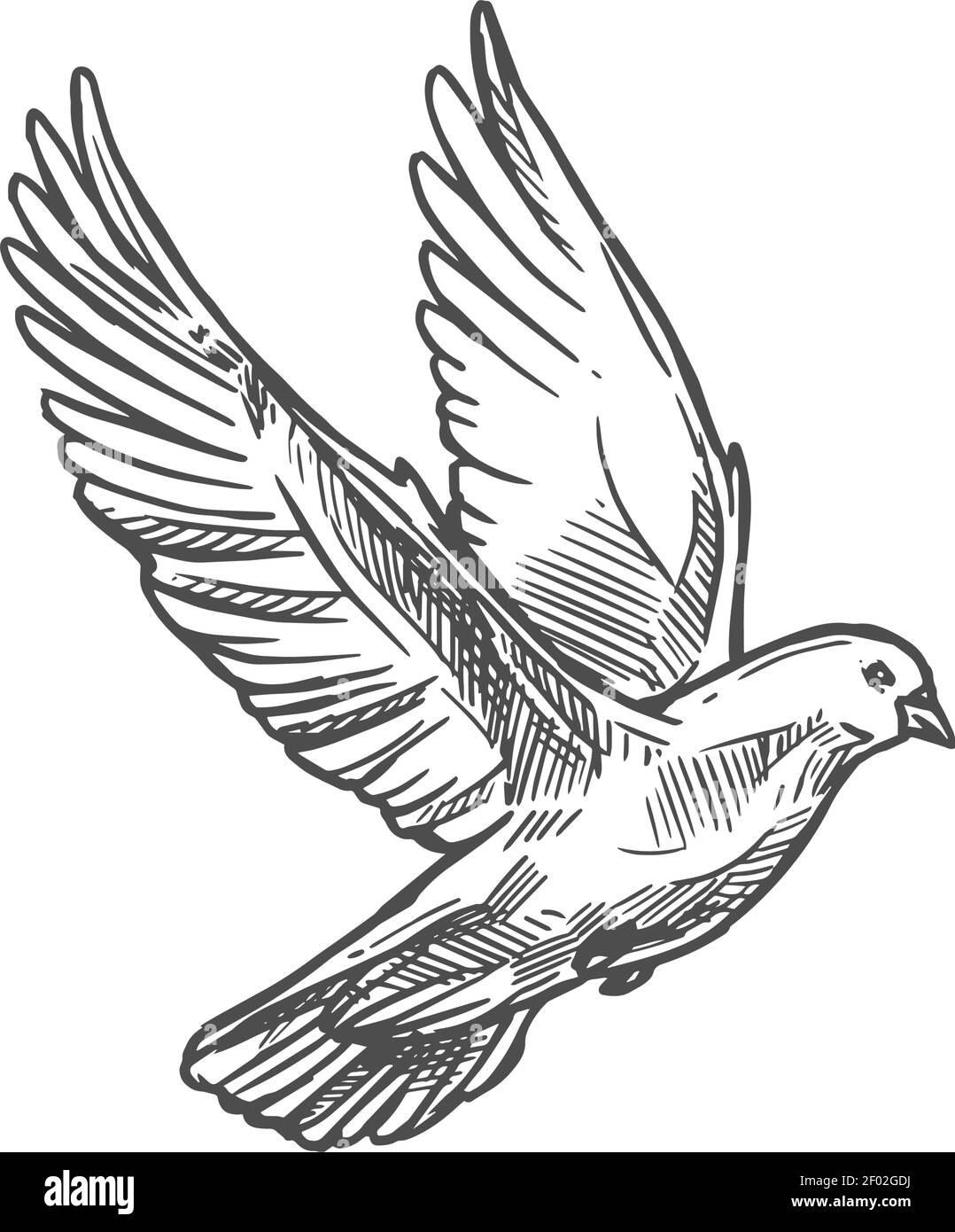White dove bird flying. Vector sketch pigeon, wedding love and peace ...