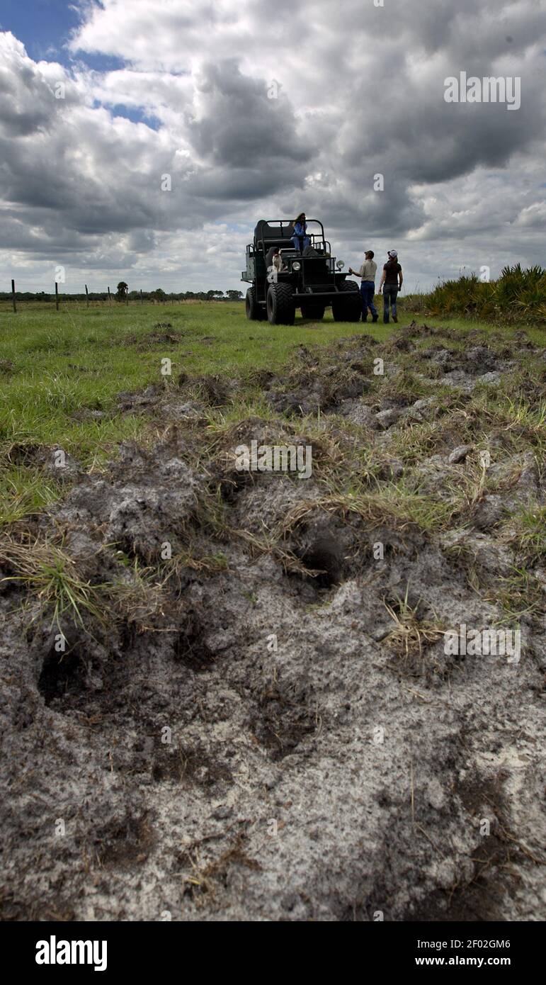 Hunters fly by helicopter and chase down wild hogs on a ranch in ...