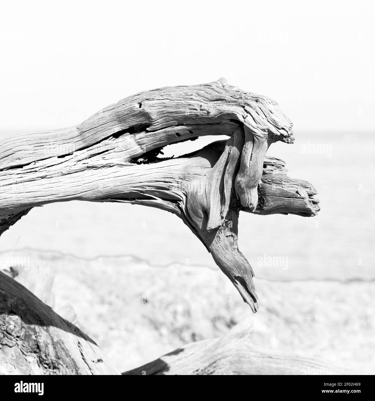 Dead tree limb Black and White Stock Photos & Images - Alamy