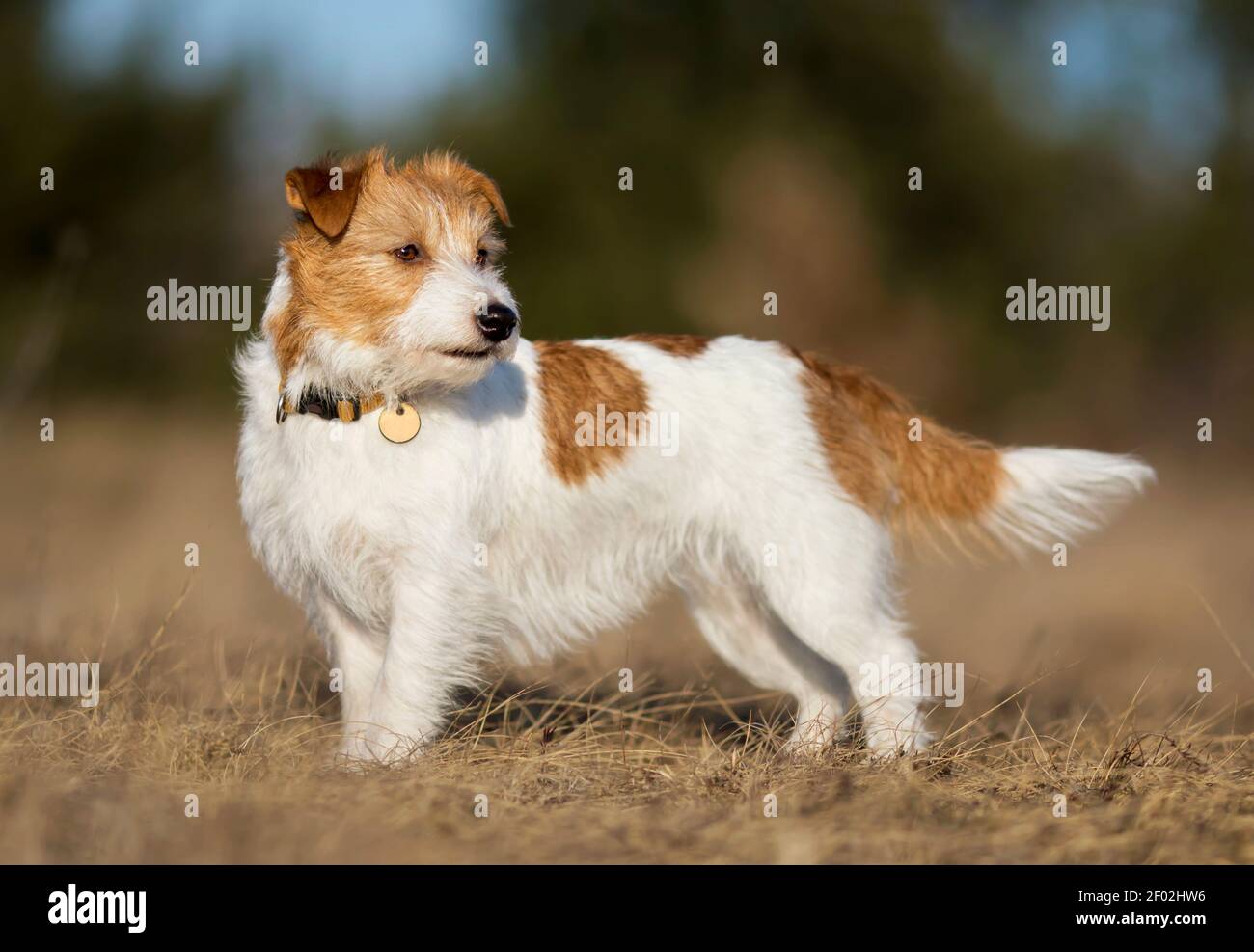 Beautiful obedient purebred jack russell terrier dog standing ...
