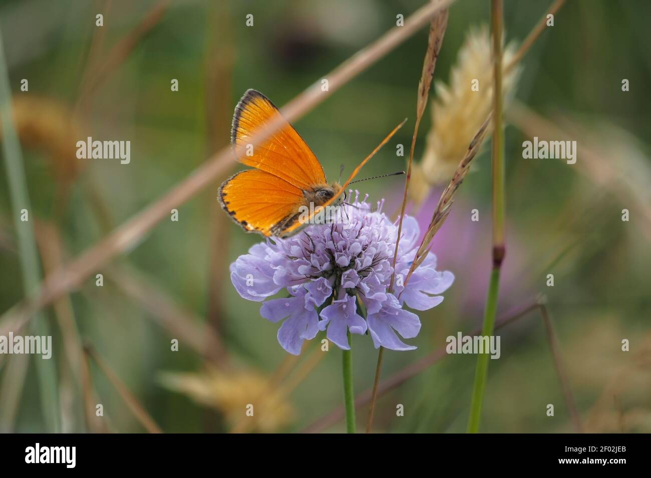 The scarce copper (Lycaena virgaureae) is a butterfly of the family ...