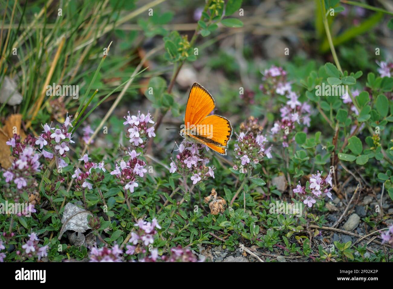 The scarce copper (Lycaena virgaureae) is a butterfly of the family ...