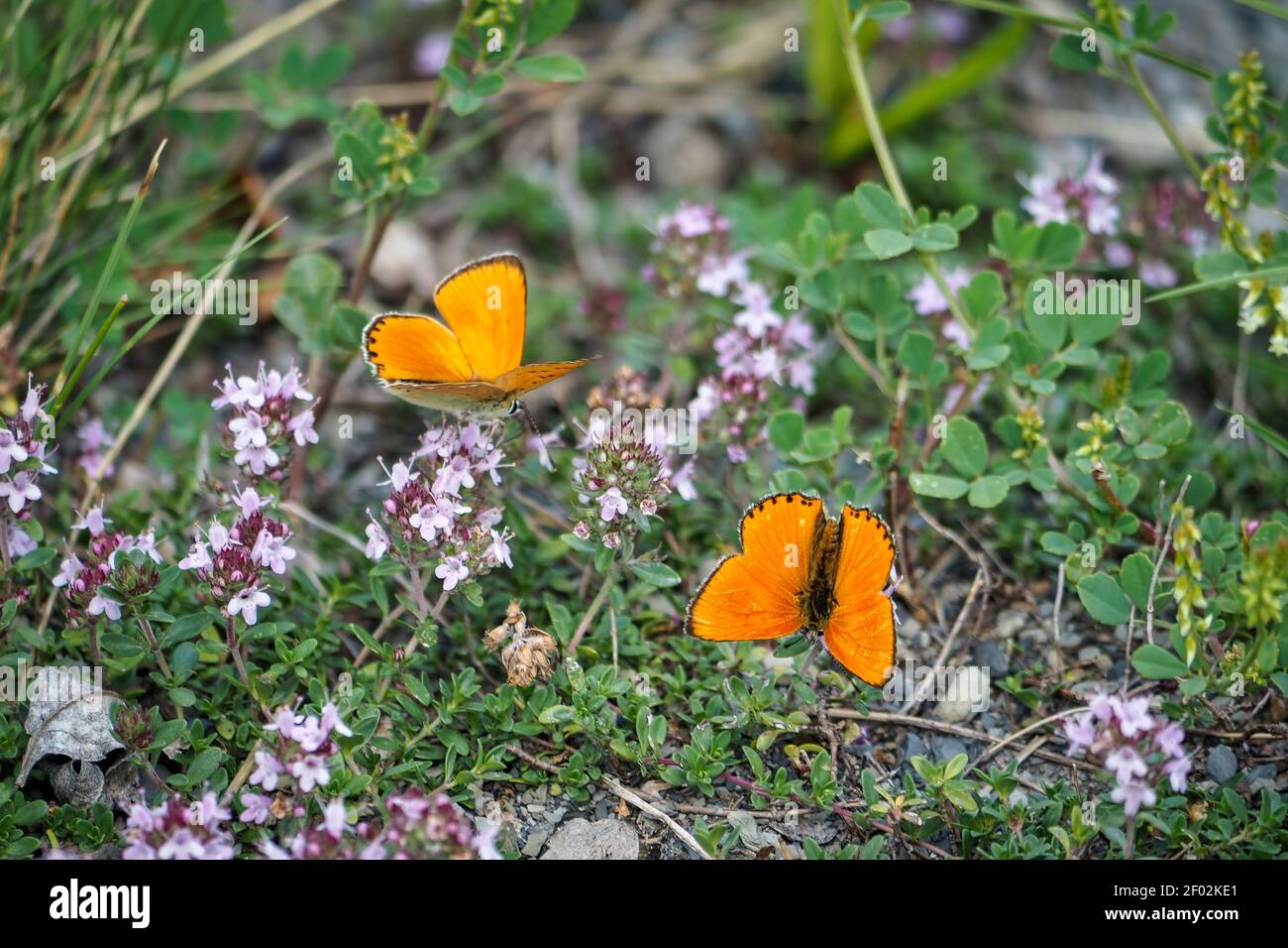 The scarce copper (Lycaena virgaureae) is a butterfly of the family ...