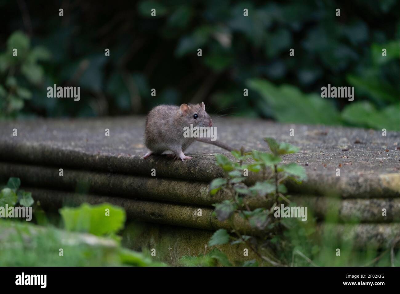 Brown rat -Rattus norvegicus Stock Photo - Alamy