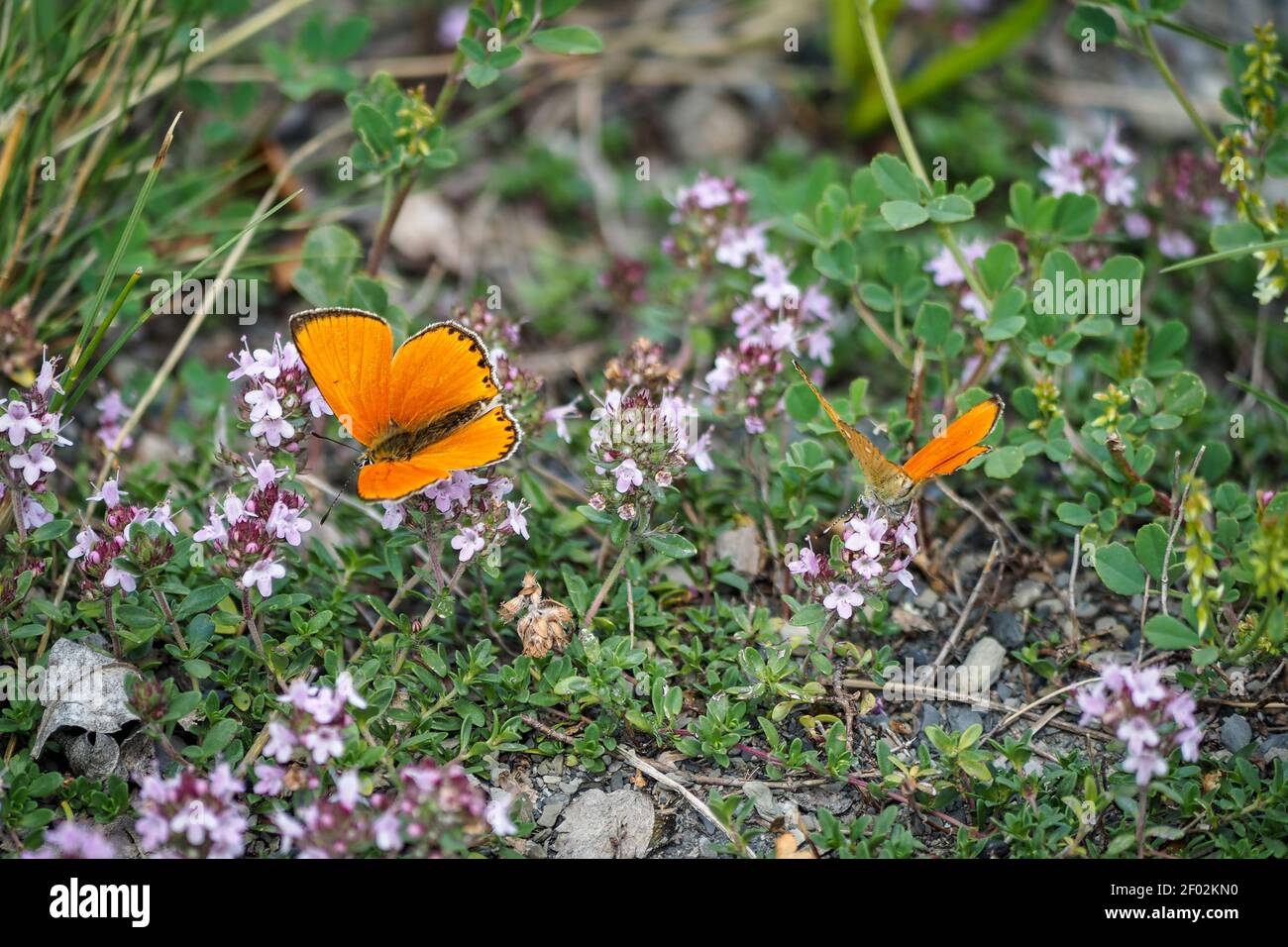 The scarce copper (Lycaena virgaureae) is a butterfly of the family ...
