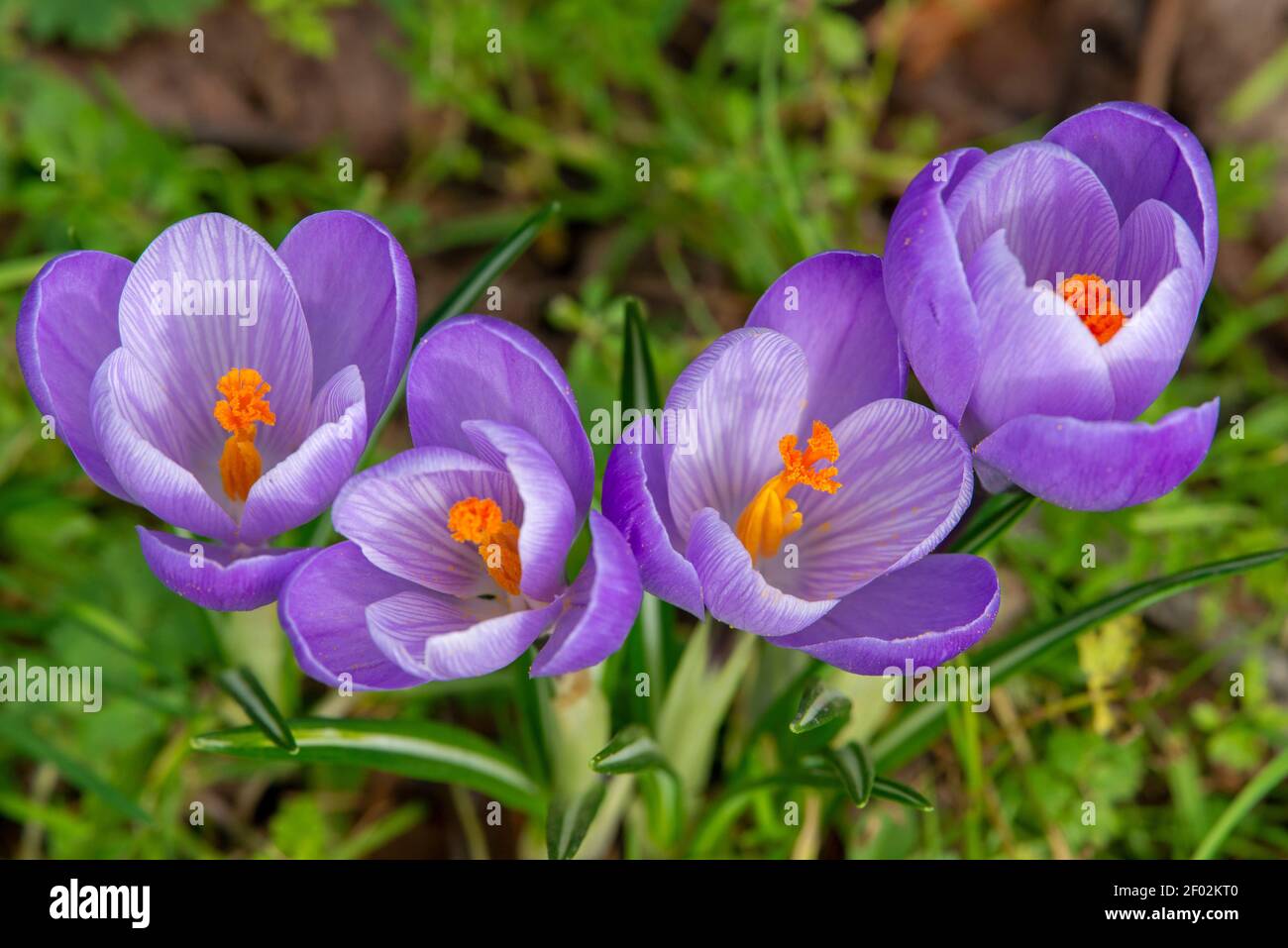 Crocus Sativus High Resolution Stock Photography and Images - Alamy