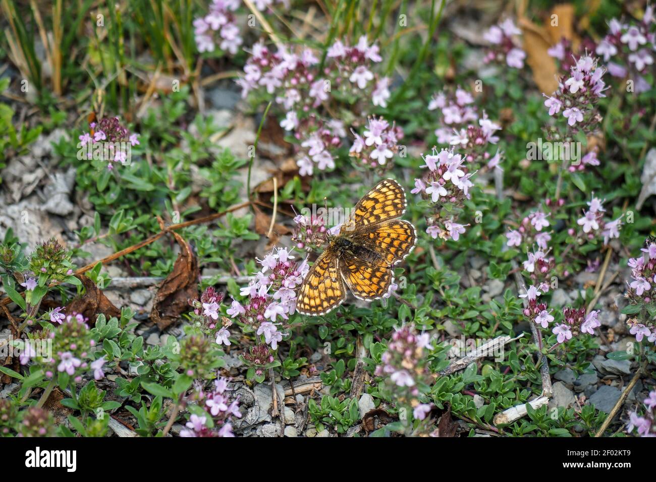 Melitaea parthenoides, the meadow fritillary, is a butterfly of the ...