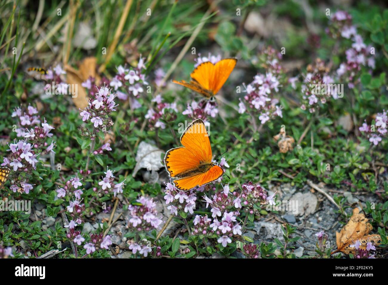 The scarce copper (Lycaena virgaureae) is a butterfly of the family ...
