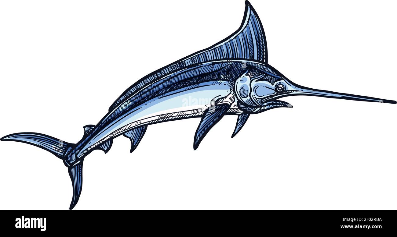 Needlefish, marlin or swordfish isolated monochrome sketch. Vector ...