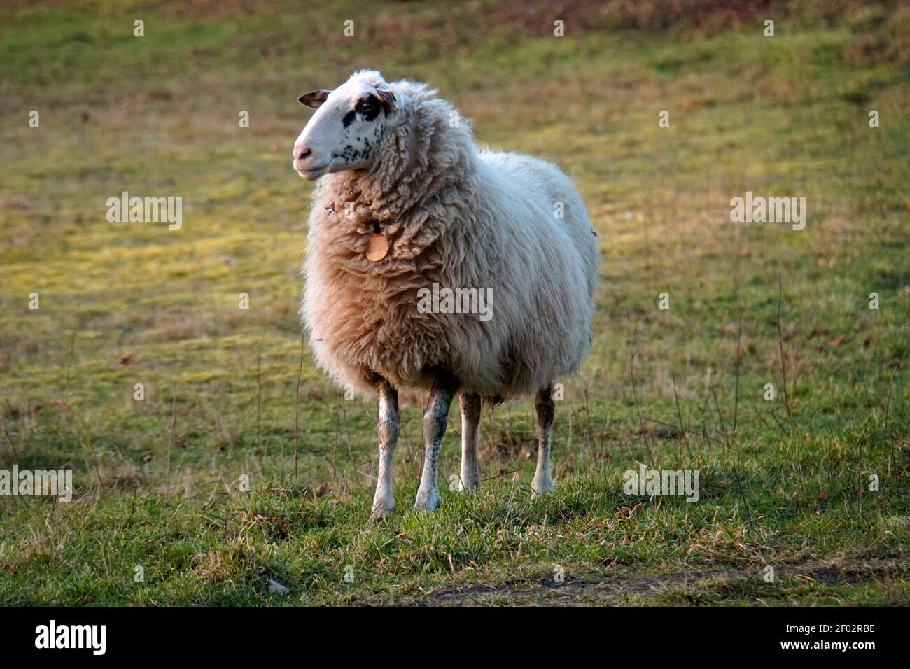 A sheep in the early morning on a meadow Stock Photo - Alamy