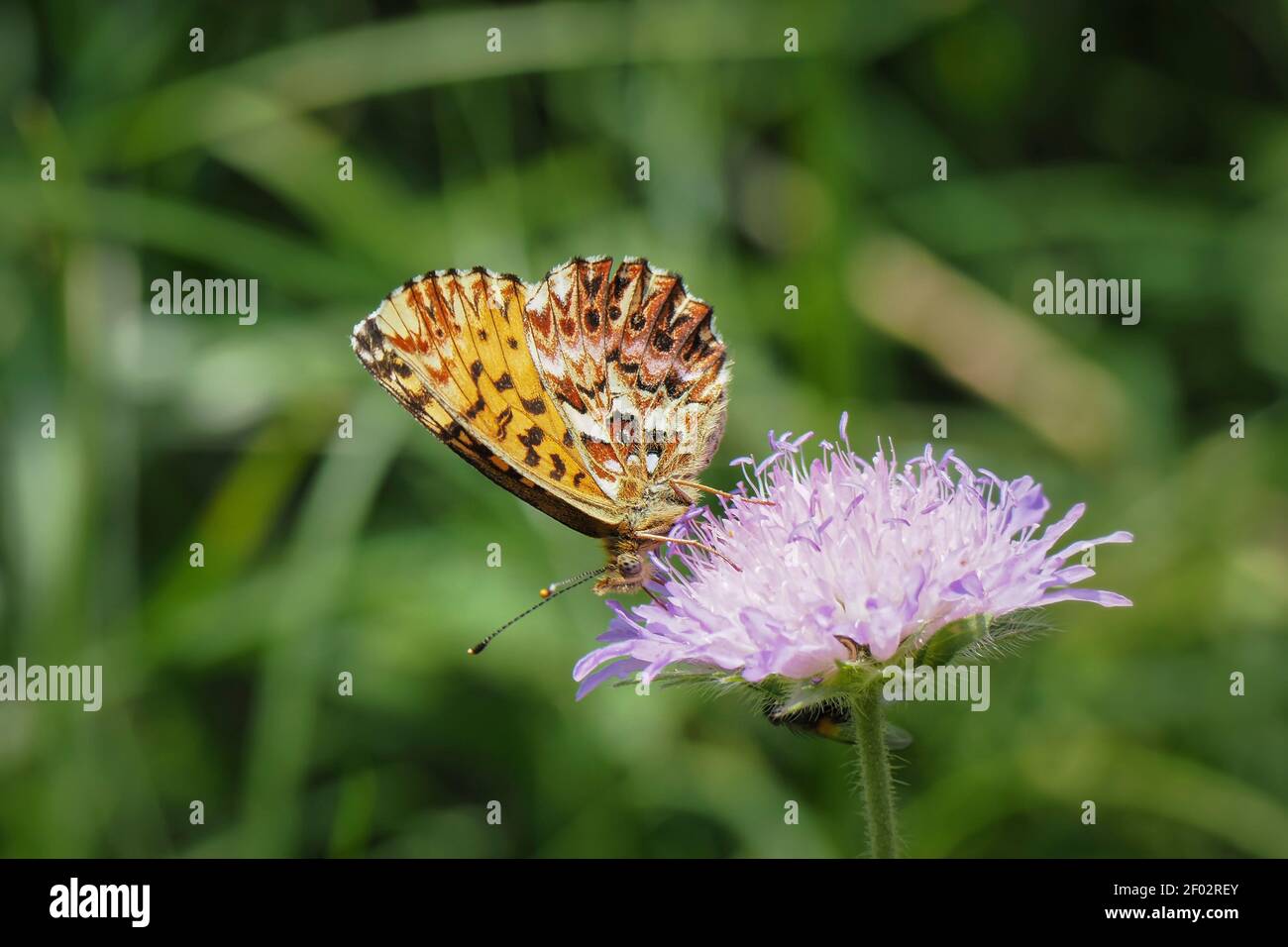 Boloria titania, the Titania's fritillary or purple bog fritillary, is ...