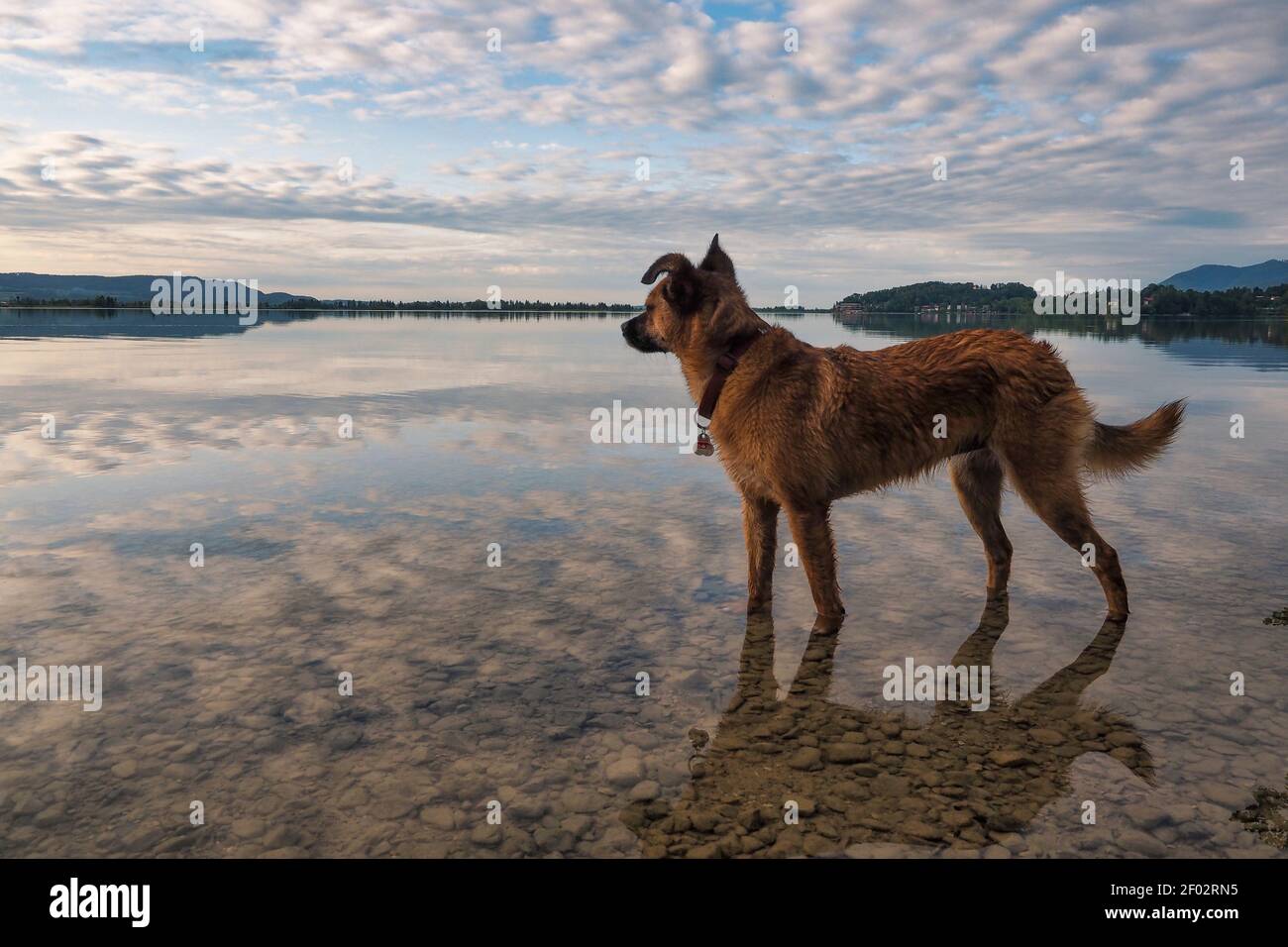 A nice picture from my companion Dschini , an intresting photo Stock ...