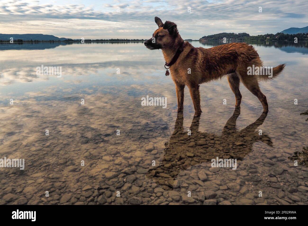 A nice picture from my companion Dschini , an intresting photo Stock ...