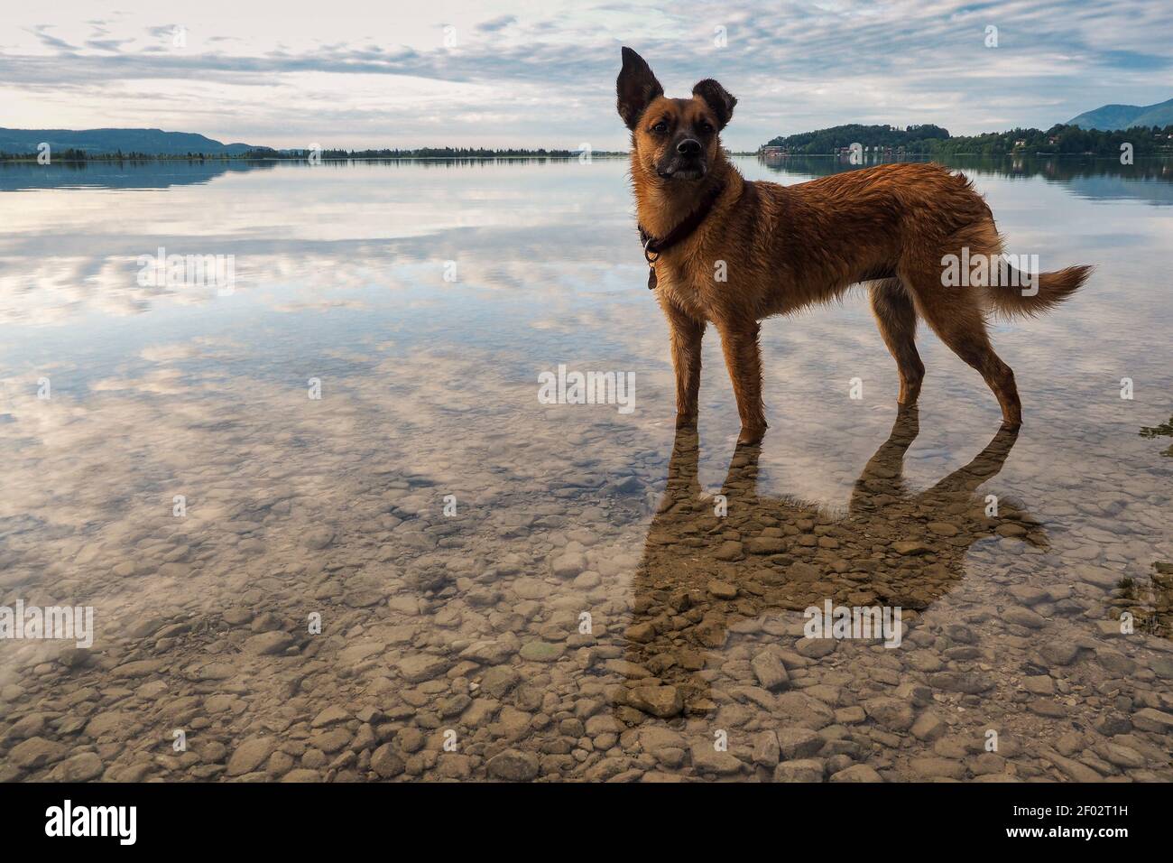 A nice picture from my companion Dschini , an intresting photo Stock ...