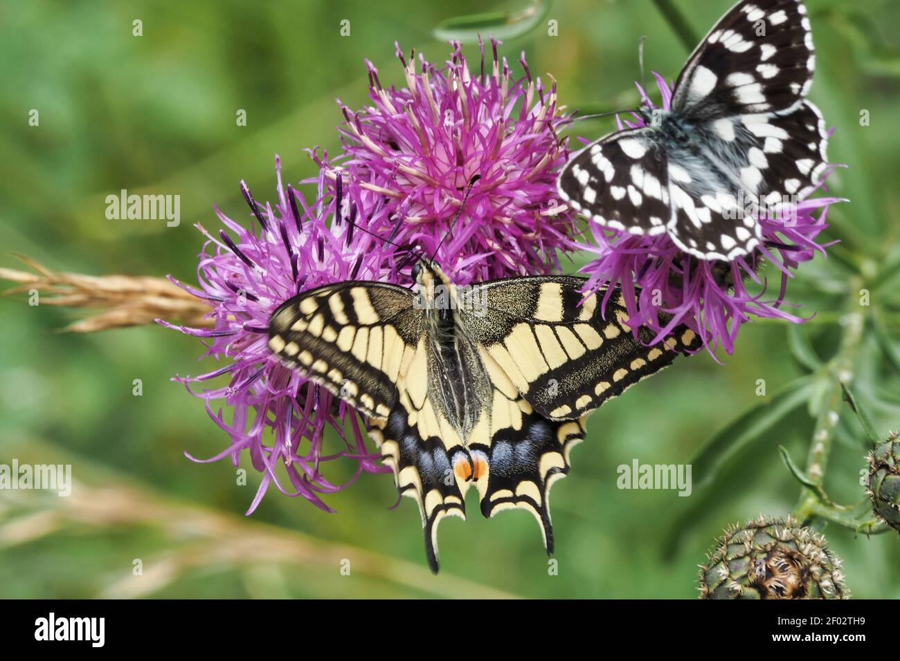 Papilio machaon, the Old World swallowtail, is a butterfly of the family Papilionidae. , an ...