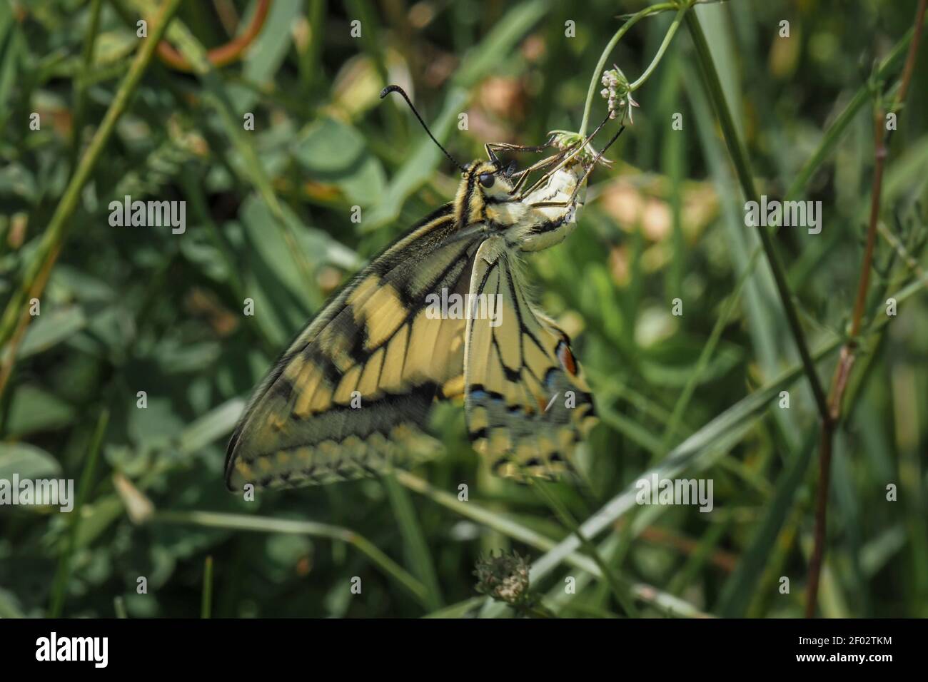 Papilio machaon, the Old World swallowtail, is a butterfly of the family Papilionidae. , an ...