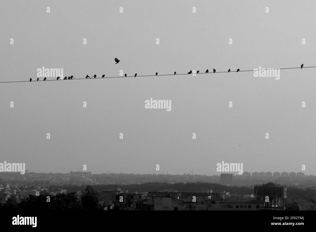 A greyscale shot of the birds sitting on a cable line in the city Stock ...