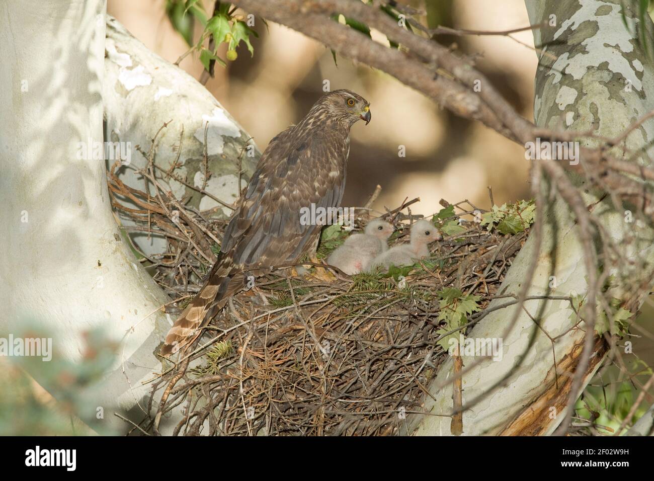 Nest year hi-res stock photography and images - Alamy