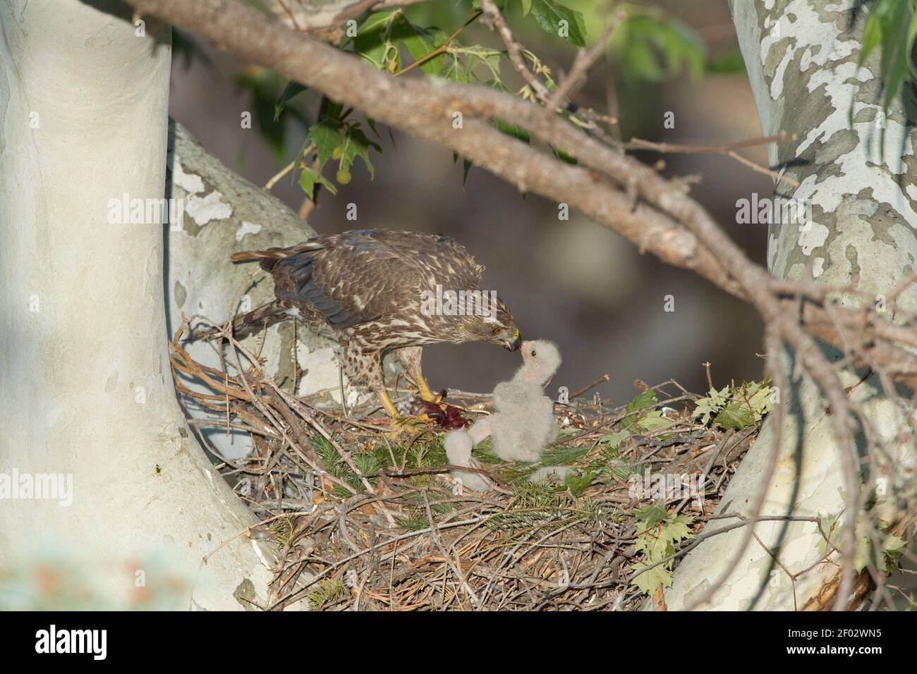 Northern Goshawk female feeding nestlings, Accipiter gentilis, on nest ...
