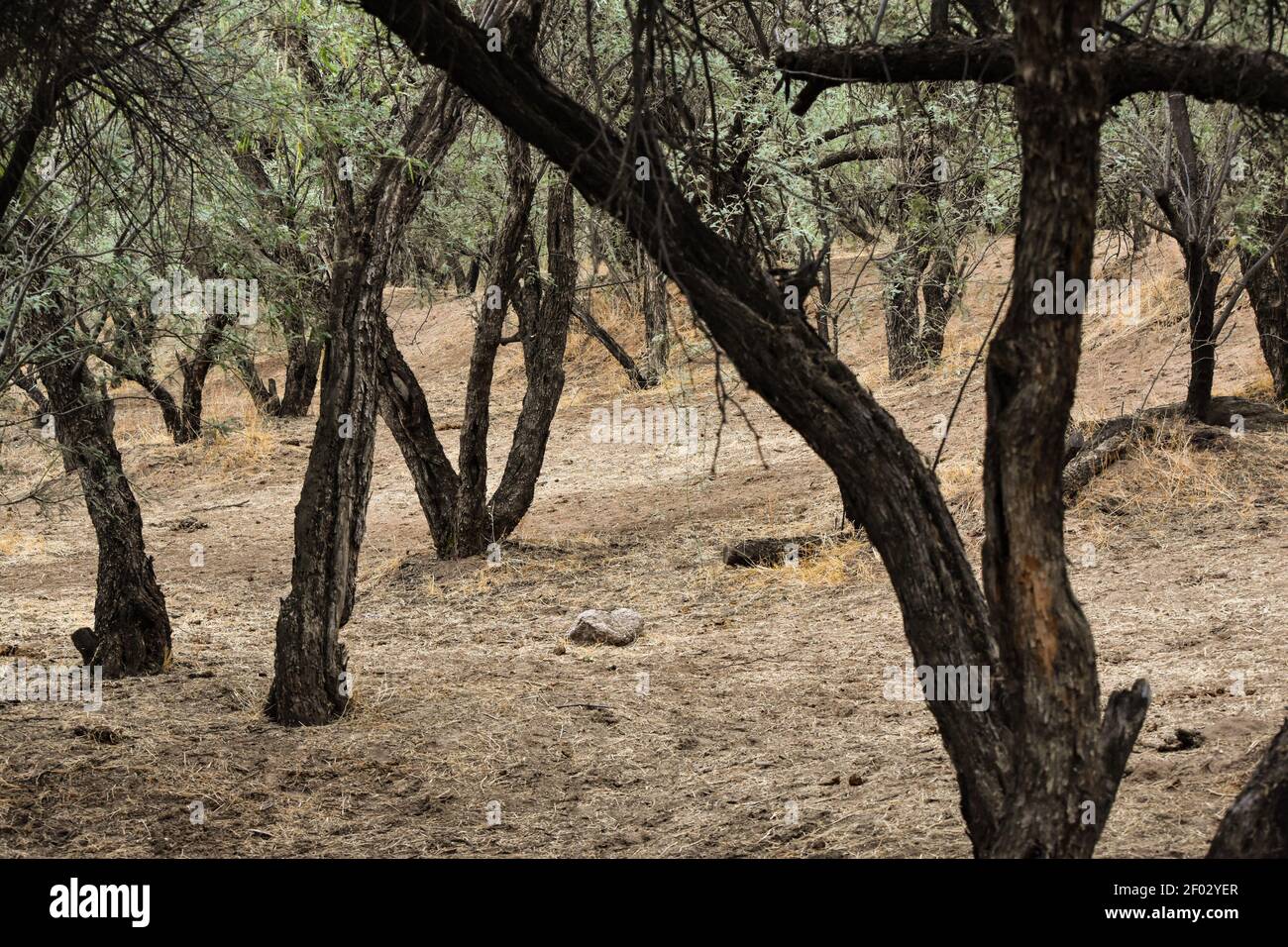A lot of old trees with green leaves in a forest during daytime Stock ...