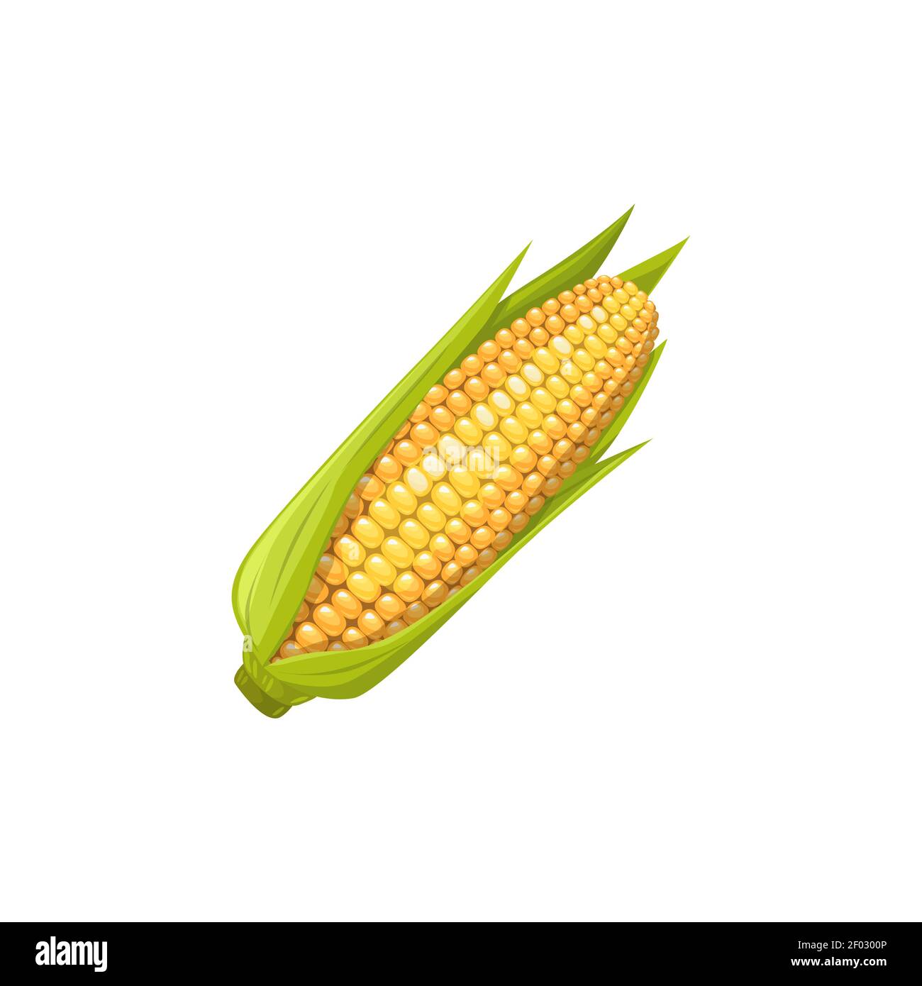 Corn cob isolated yellow maize with leaves. Vector maize cereal grain ...
