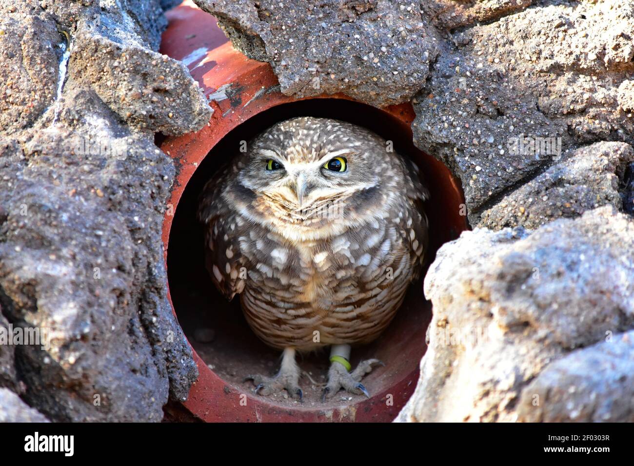 An owl sitting in a red pipe covered with rocks during daytime Stock ...