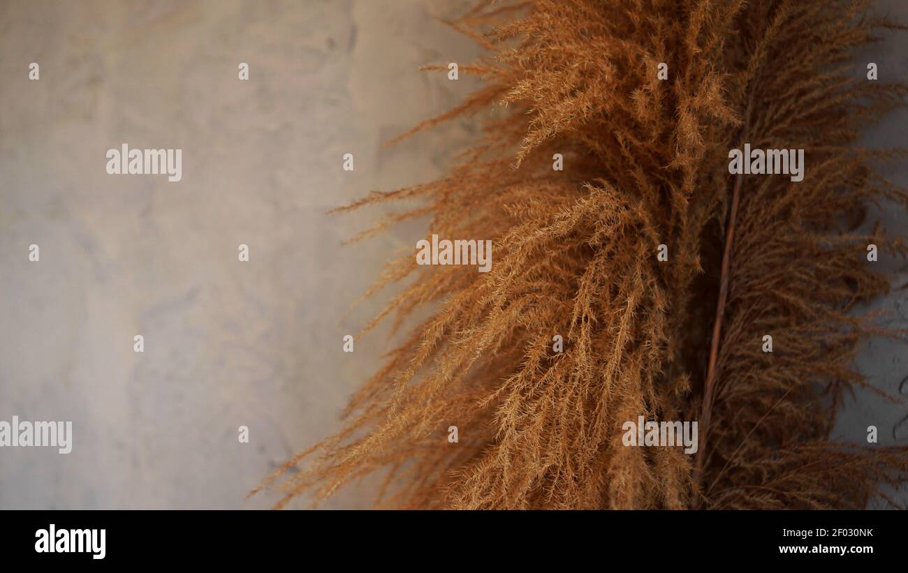 Dry branches of reeds indoors. Scandinavian style room decor Stock ...
