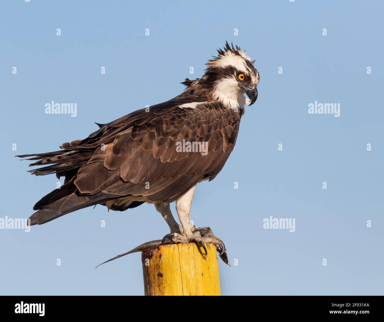 The osprey (Pandion haliaetus) perched with fish in talons on blue sky ...