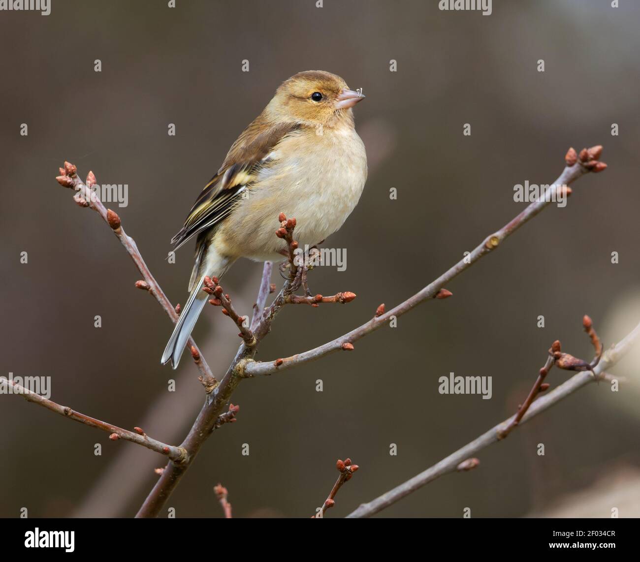 Female Chaffinch in an oak tree Stock Photo - Alamy
