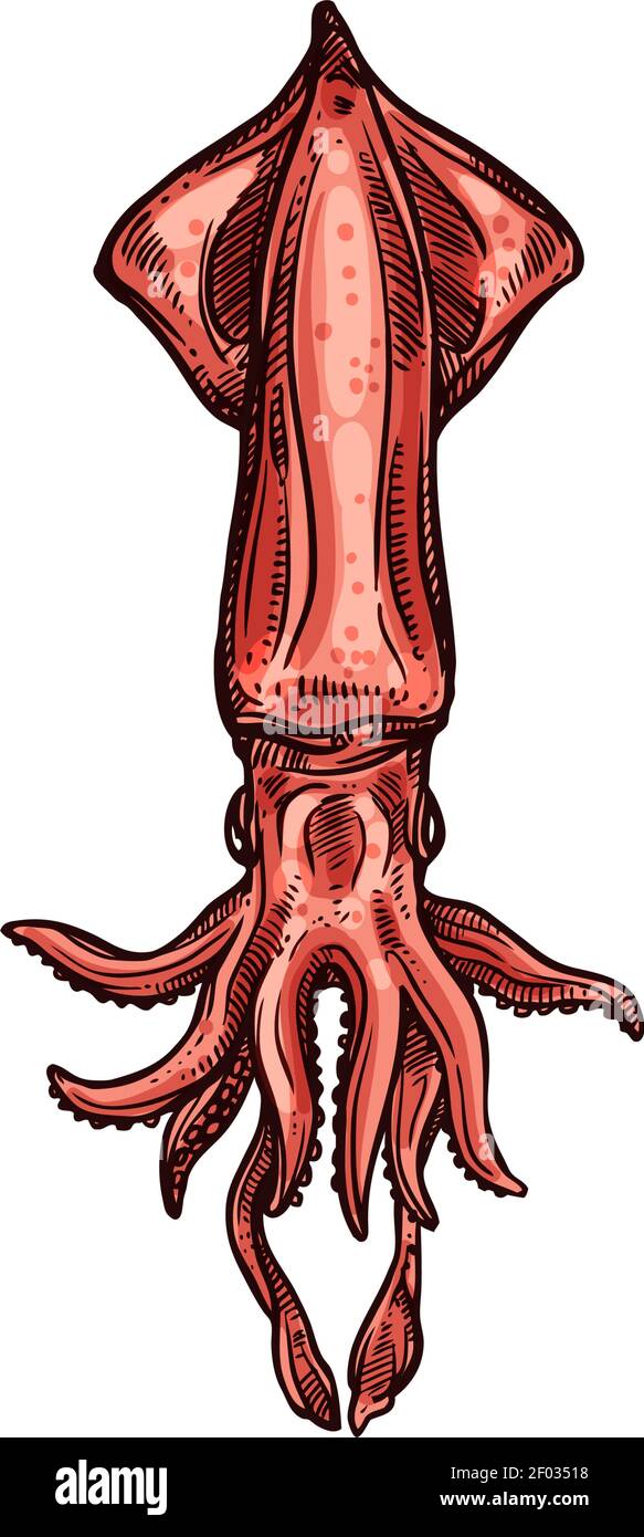 Giant Red Squid
