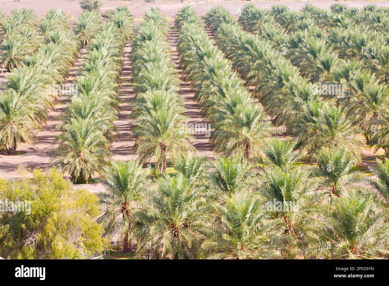 In oman cultivation Stock Photo - Alamy