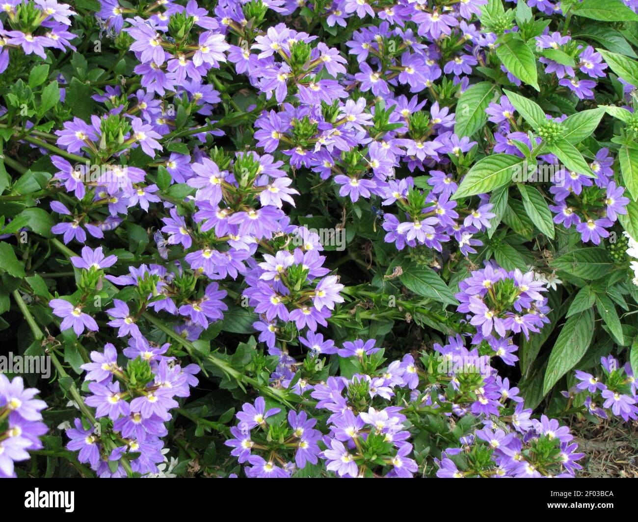 Try growing the Australian fan flower. Like most Aussies, this annual ...