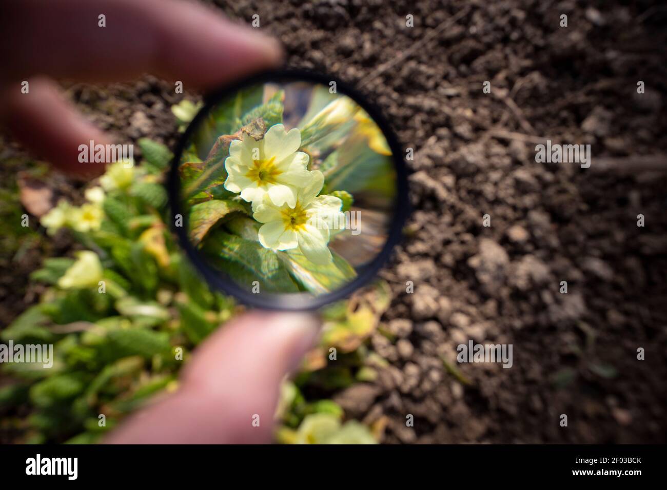 Creating illusion of primrose flower bigger than usual with magnifier ...