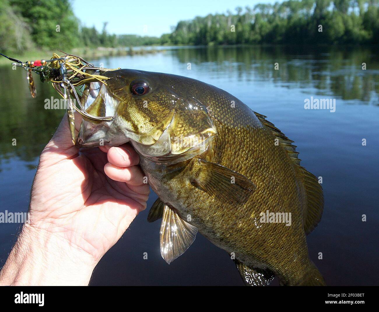 A smallmouth bass is pulled from the Vermilion River in Minnesota ...