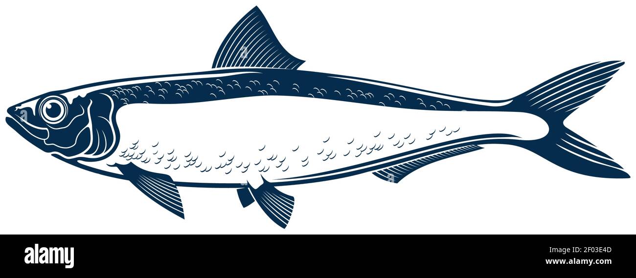 Sardine Fish Vector