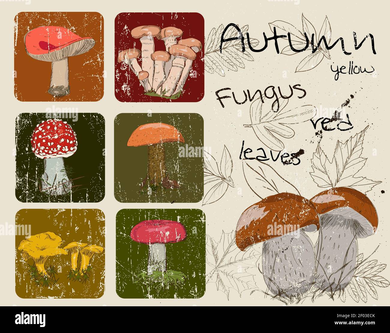 Vintage poster with autumn plants and fungis Stock Photo - Alamy