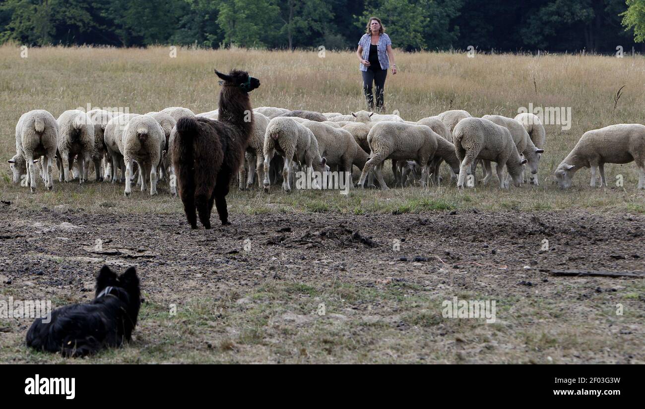 Shepherdess Laura DeYoung walks to her sheep and guardian llama, as her ...