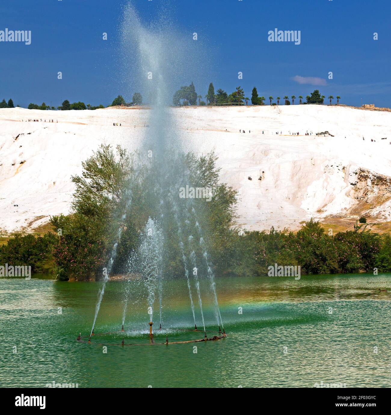 Tree unique abstract in pamukkale turkey asia the old calcium bath and ...