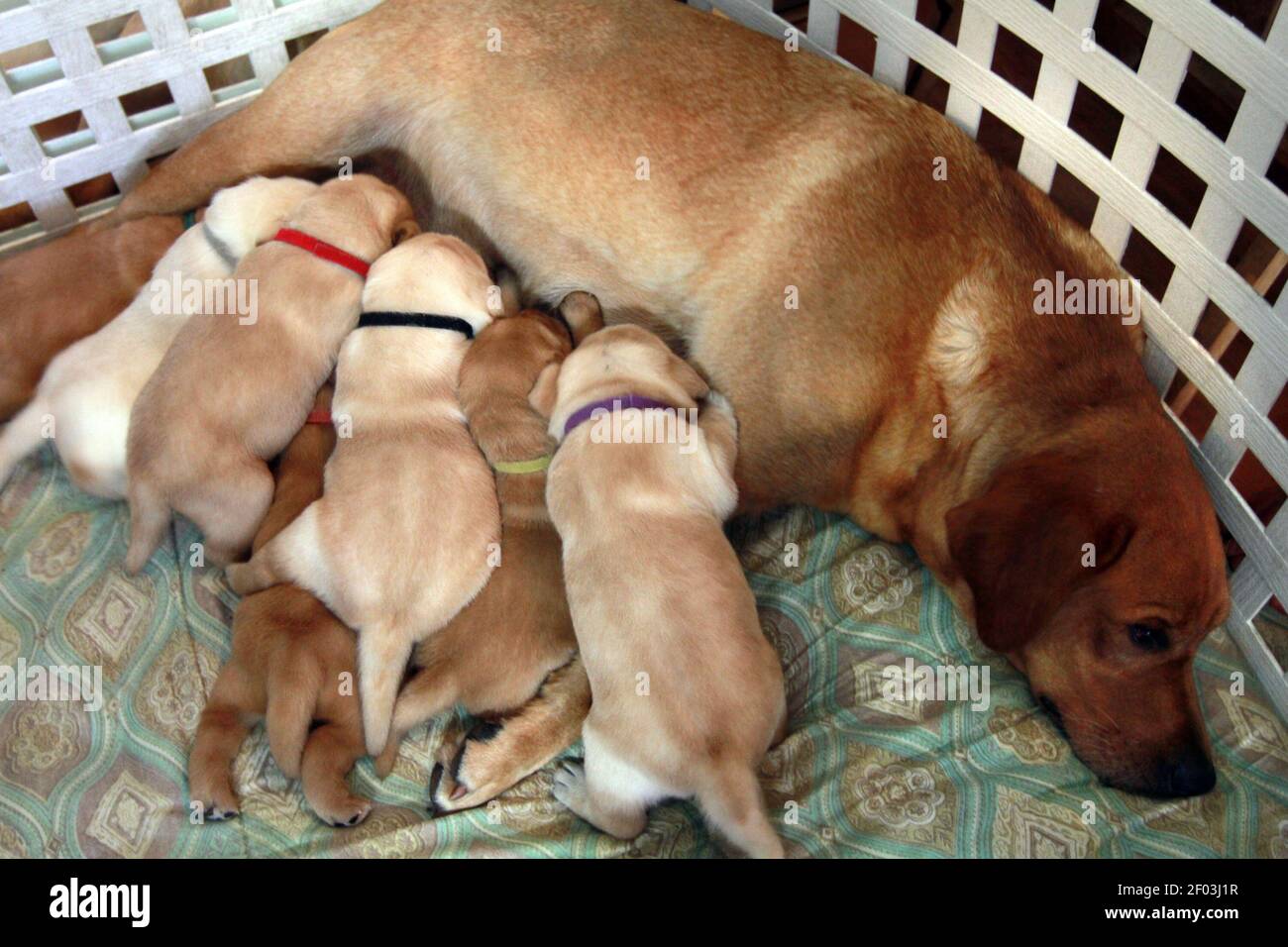 Eight puppies feed on the their mother, Scarlett, July 24, 2012 in West ...